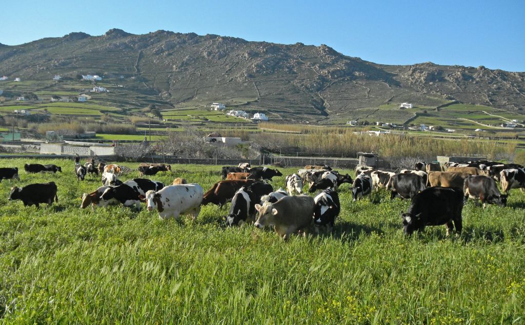 ATV Rental In Mykonos - Everything You Need To Know | Take Me To Greece